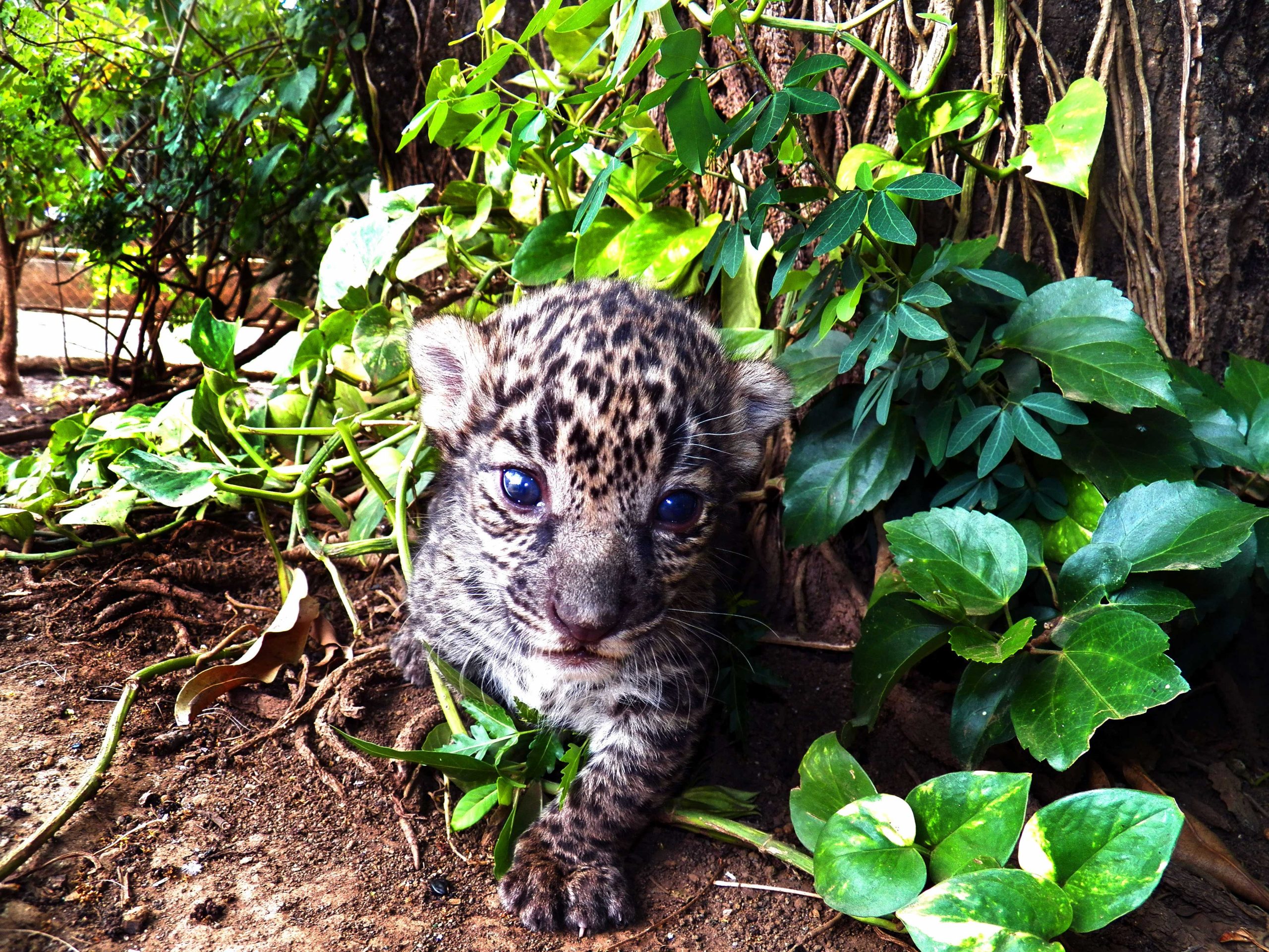 Apanás, majestuoso humedal - Empresa Nicaragüense de Electricidad - ENEL